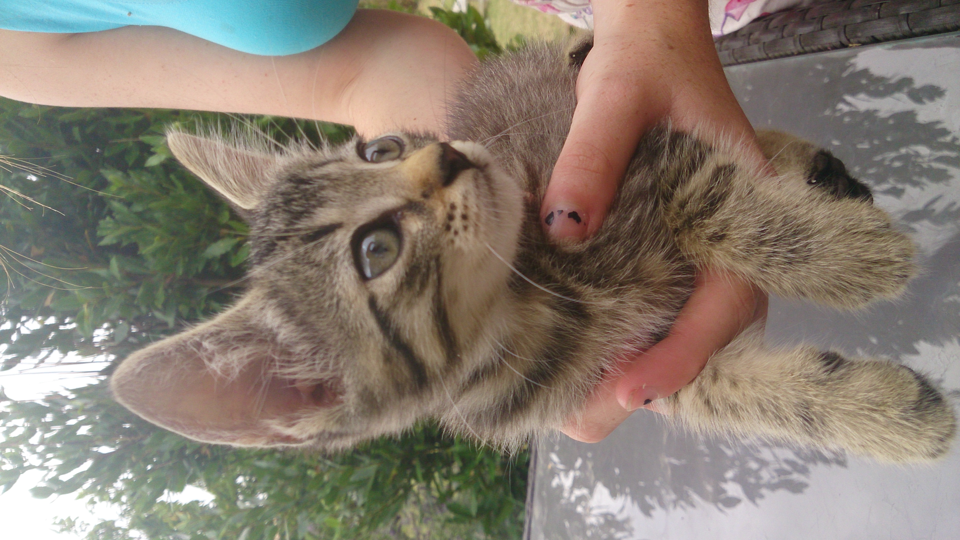 Chatons Donner 17