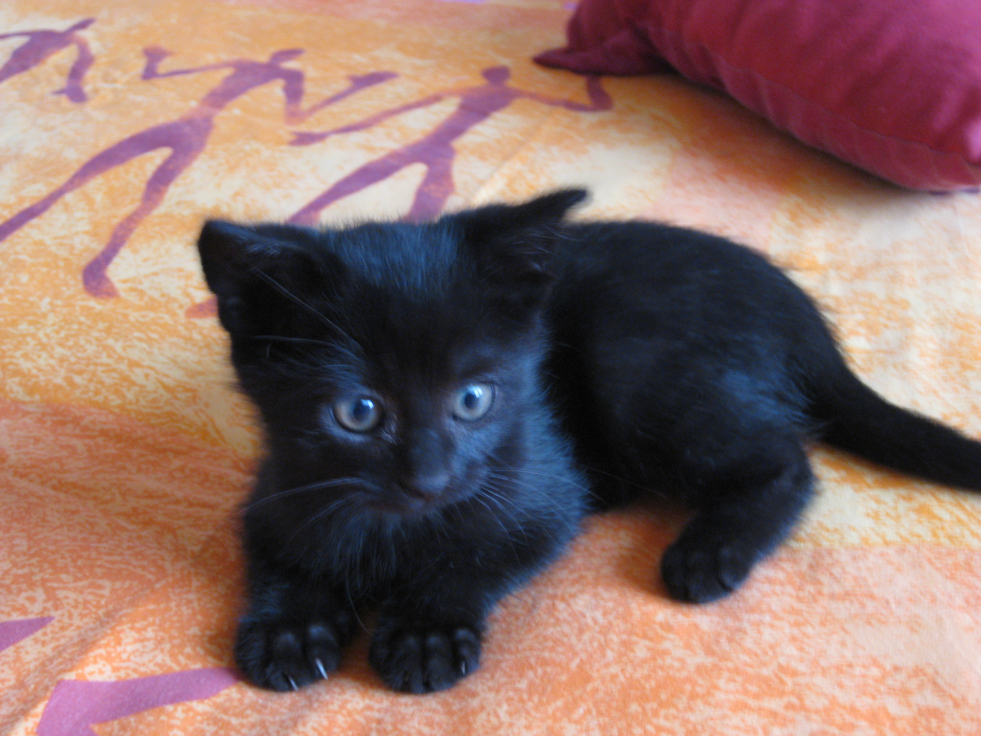 Chaton Noir A Donner