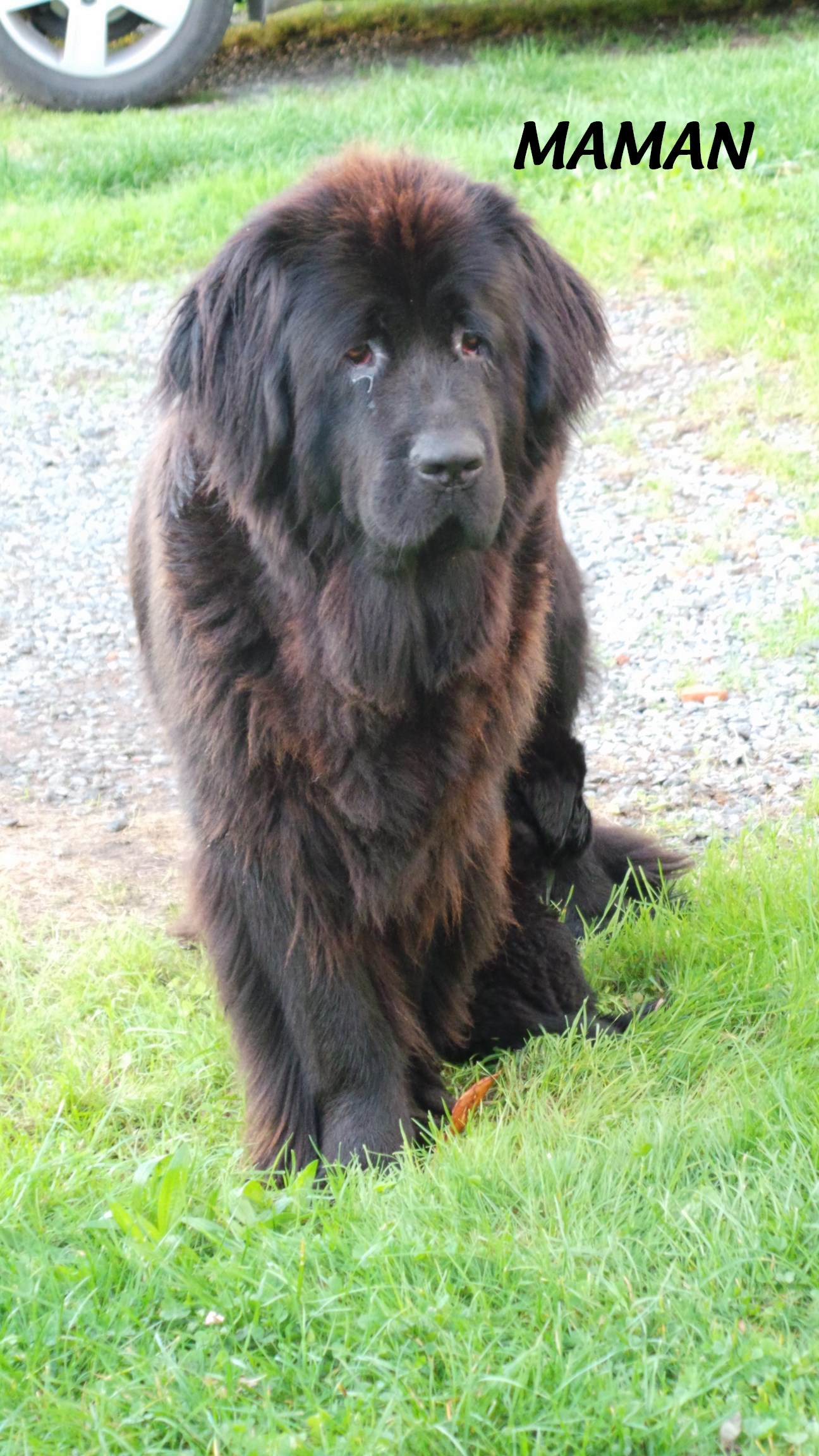 CHIOTS TERRE NEUVE LOF sur Animoz.net