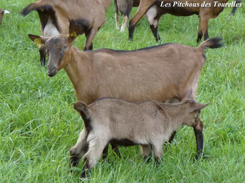 Exceptionnelles CHEVRES ALPINES de sélection (compagnie / lait ...