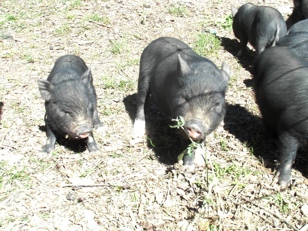 Magnifiques cochons nains Alpes-de-Haute-Provence (04) sur Animoz.net