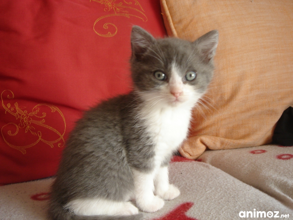 Beau chaton à adopter sur Animoz.net