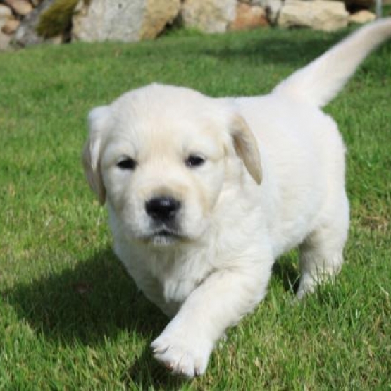 A donner chiot Haute-Savoie (74) sur Animoz.net