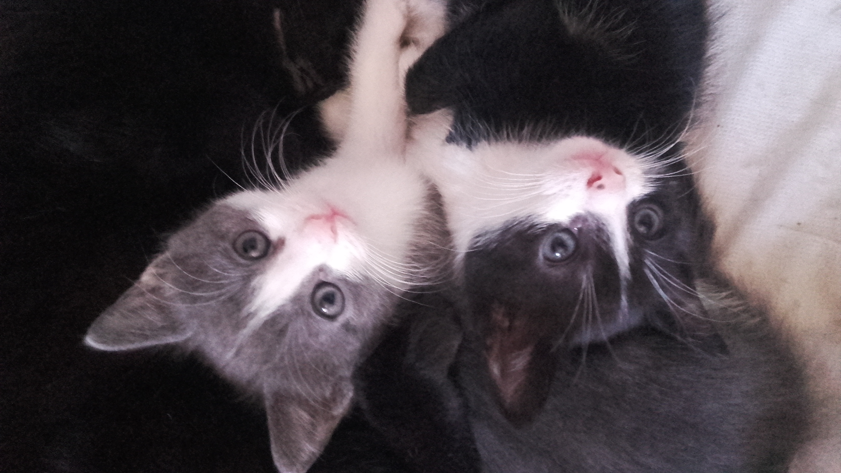 A donner chatons 2 mois Gironde (33) - GRATUIT sur Animoz.net