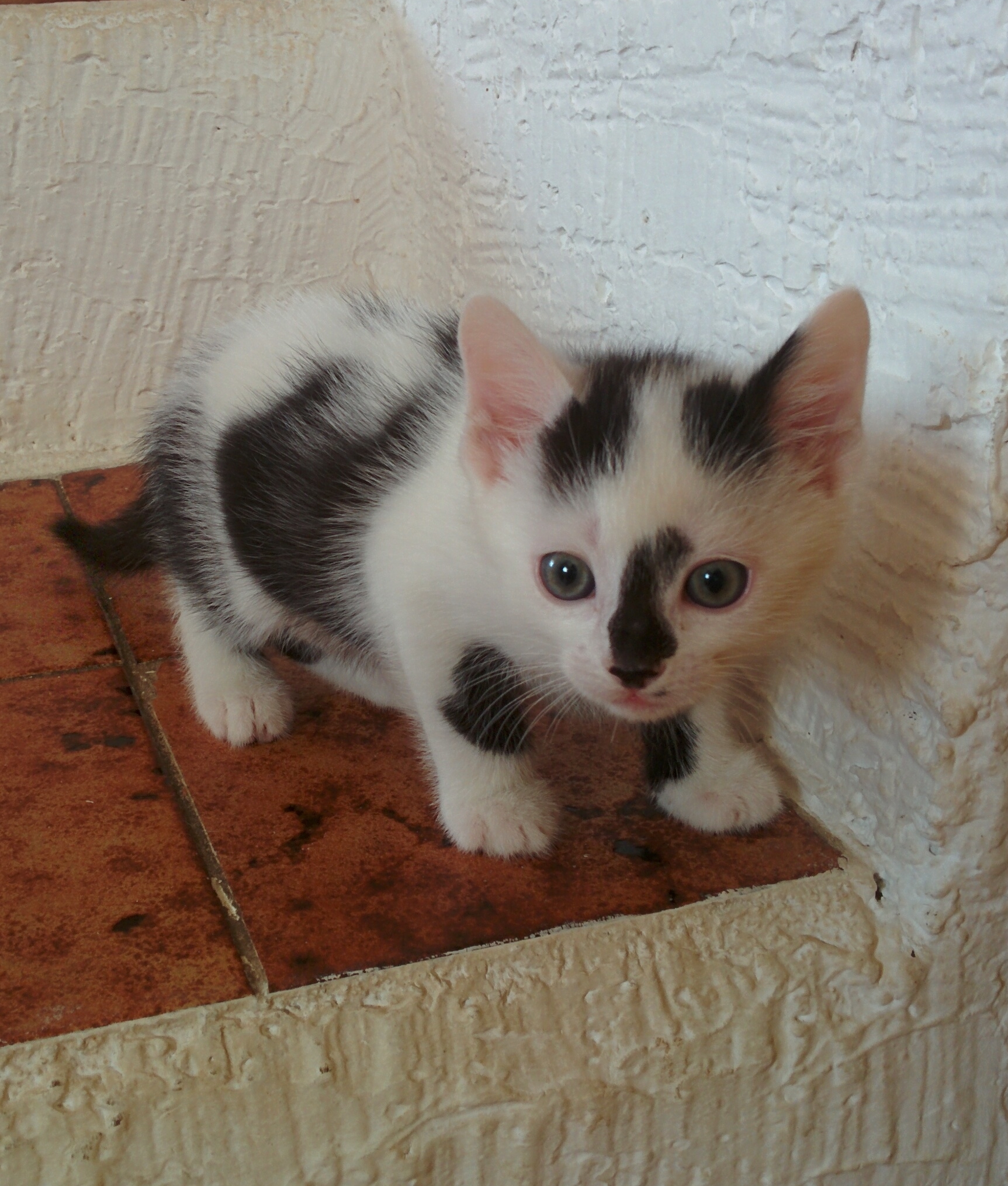 gentil chaton mâle à adopter Var (83) - GRATUIT sur Animoz.net