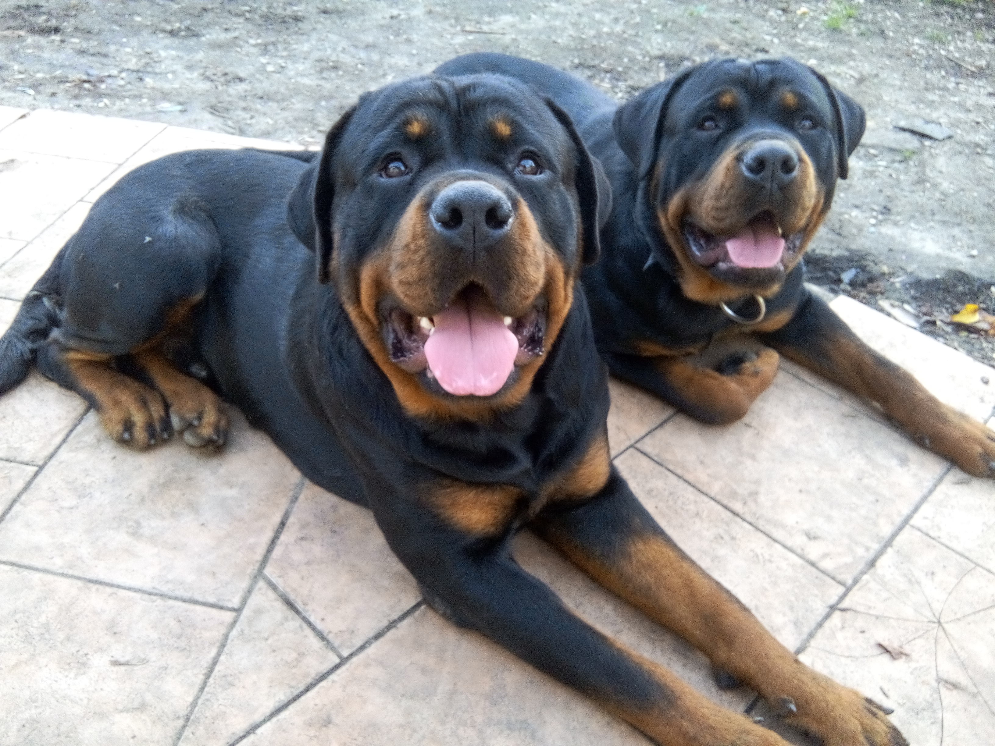 Donne 2 rottweiler LOF males Gironde (33) - GRATUIT sur Animoz.net
