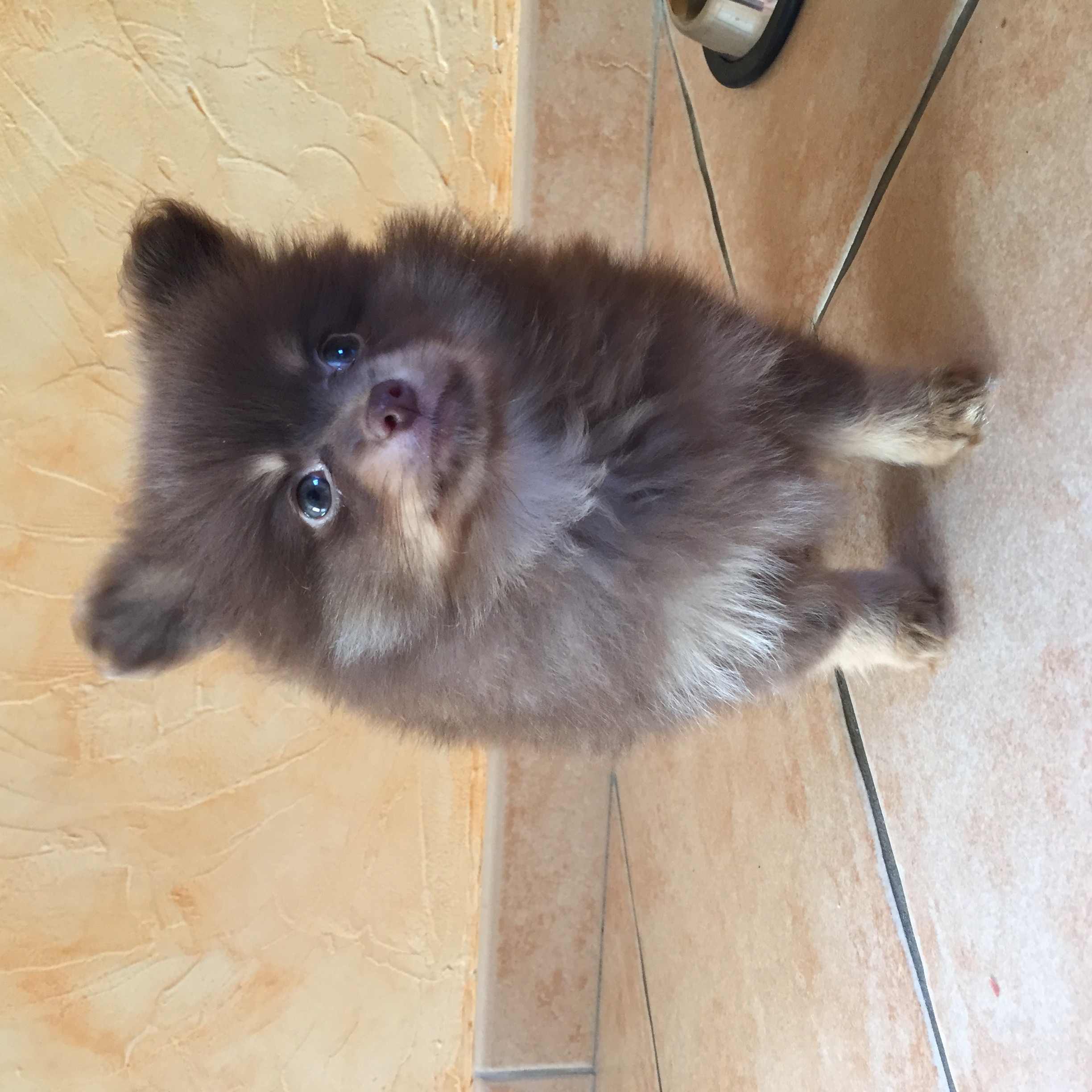 Vends chiot spitz nain de couleur marron Essonne (91) sur Animoz.net