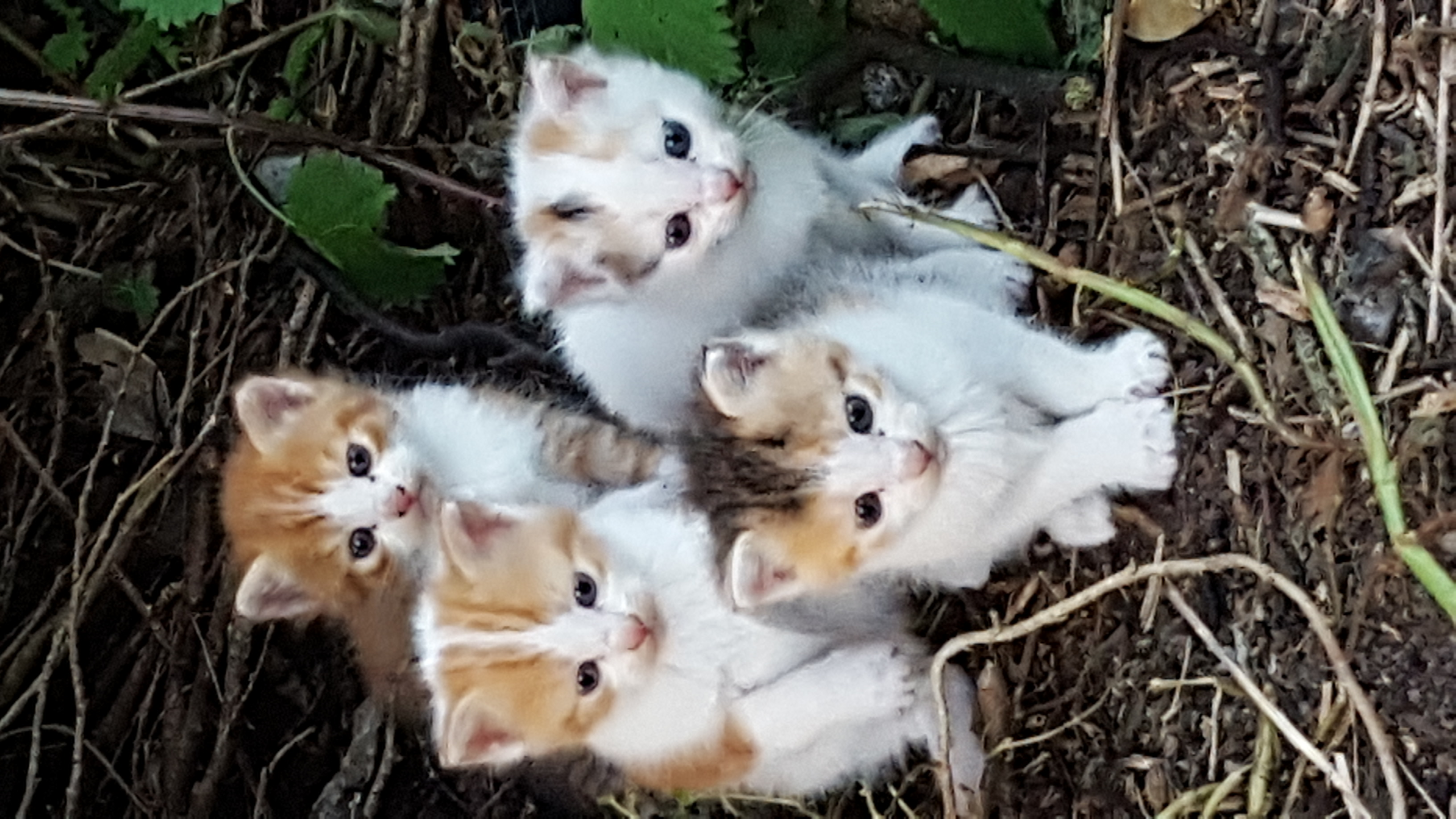 donne 4 chatons Eure-et-Loir (28) - GRATUIT sur Animoz.net