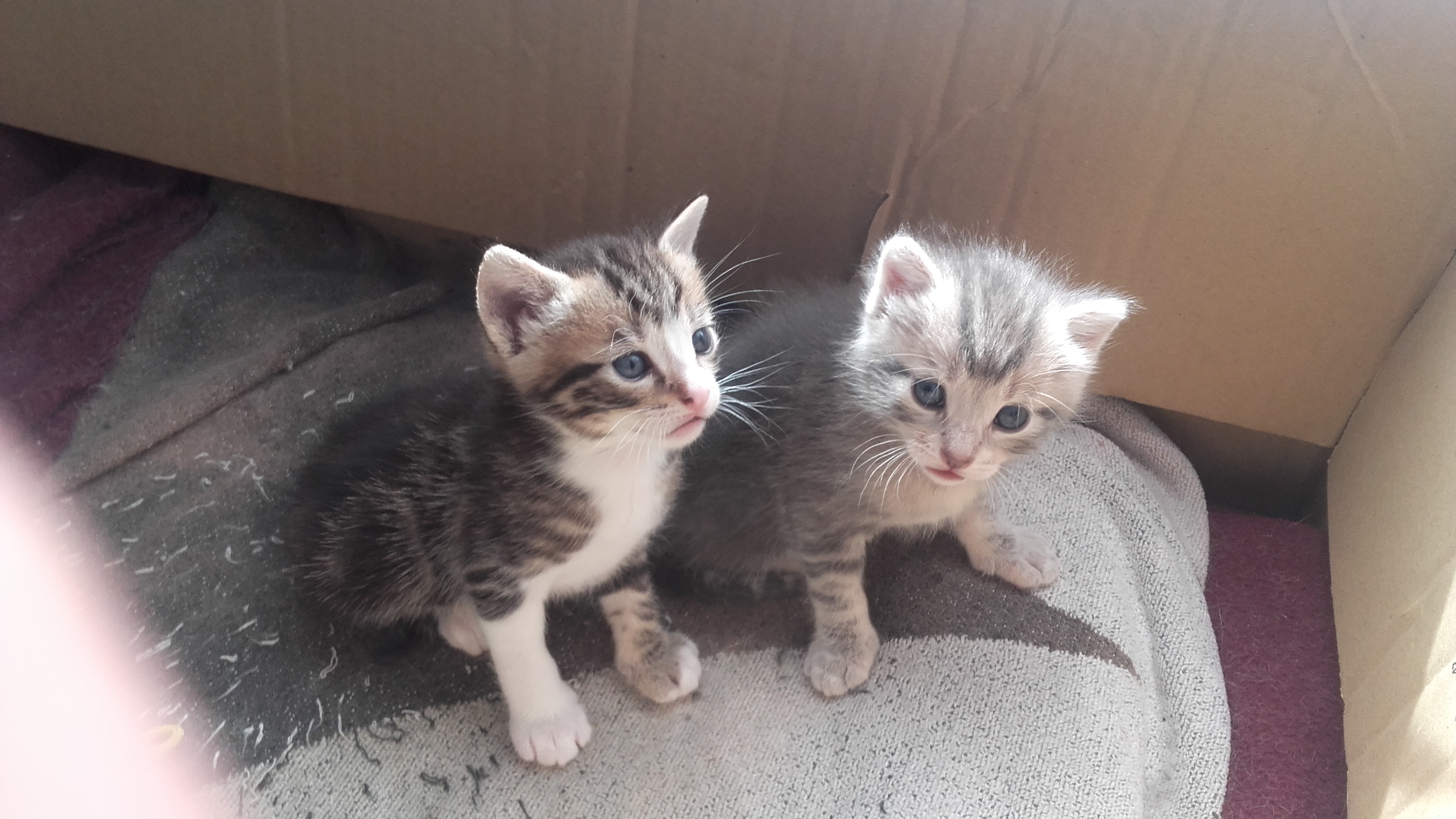 Donne 2 chatons mâle Haute-Garonne (31) - GRATUIT sur Animoz.net