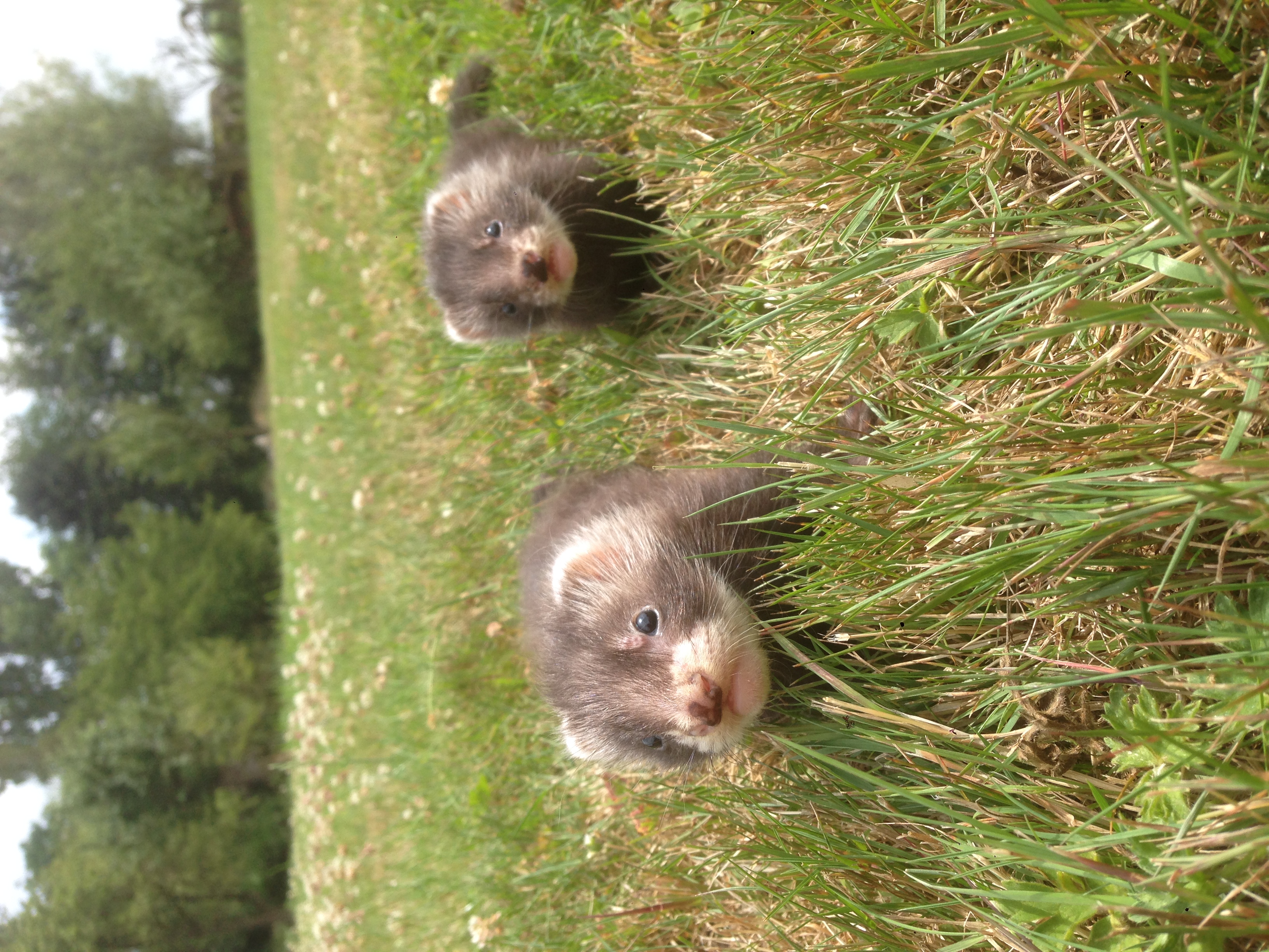 Furets black angora Nord (59) sur Animoz.net