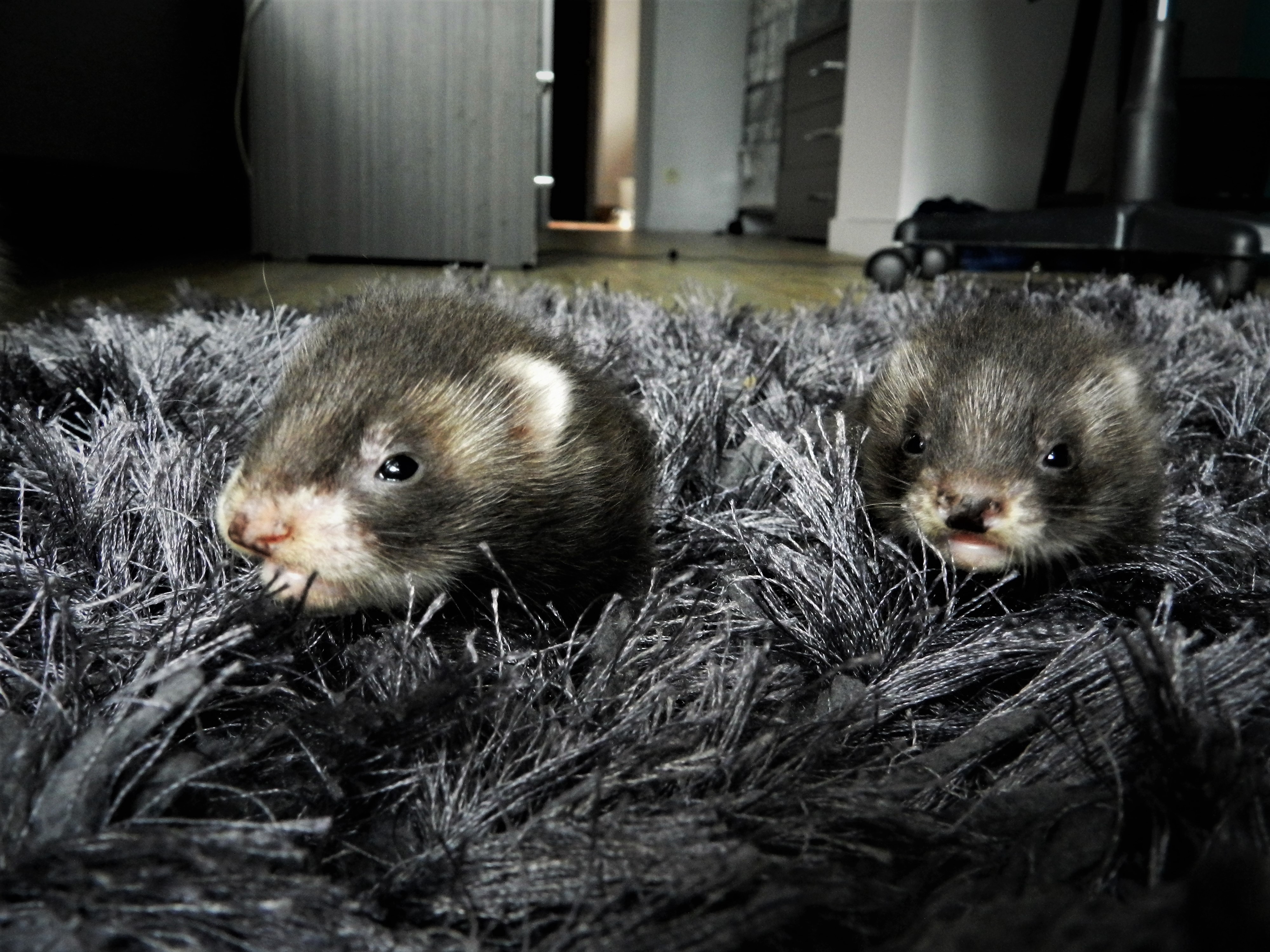 Furets black angora Nord (59) sur Animoz.net