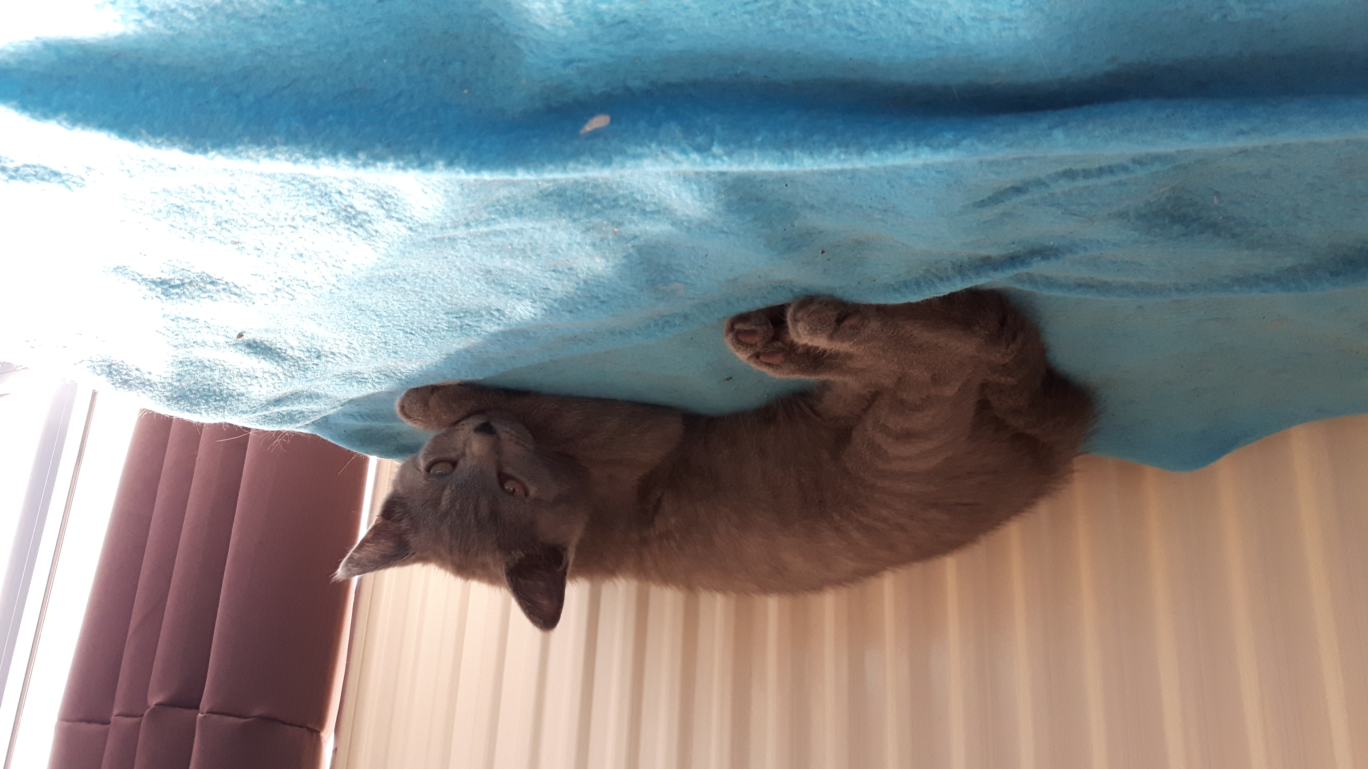 Bébé chartreux mâle Hainaut (WHT) sur Animoz.net