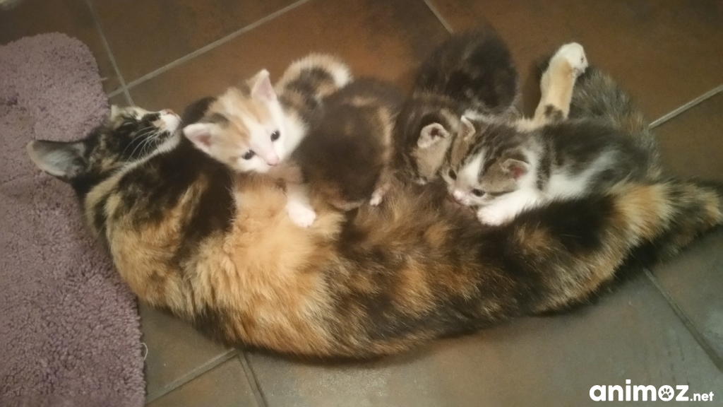Donne 4 chatons Moselle (57) - GRATUIT sur Animoz.net