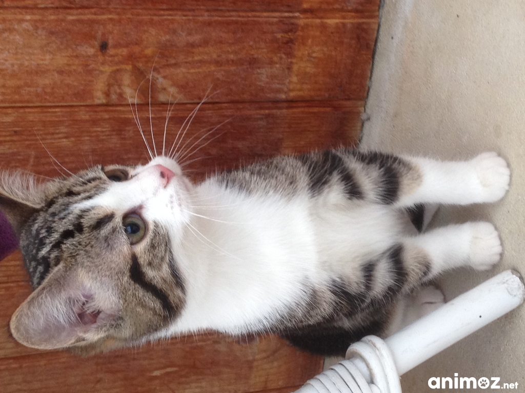 Donne 4 chatons Ile-et-Vilaine (35) - GRATUIT sur Animoz.net