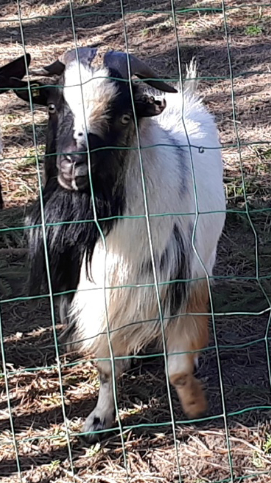 VENTE DE CHÈVRE MÂLE Aisne (02) sur Animoz.net