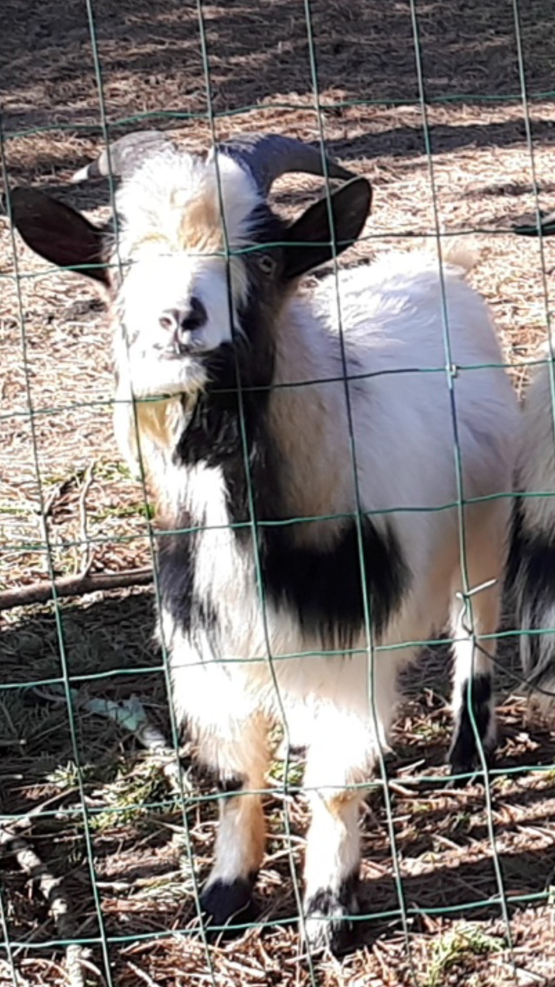 VENT CHÈVRE MÂLE Aisne (02) sur Animoz.net