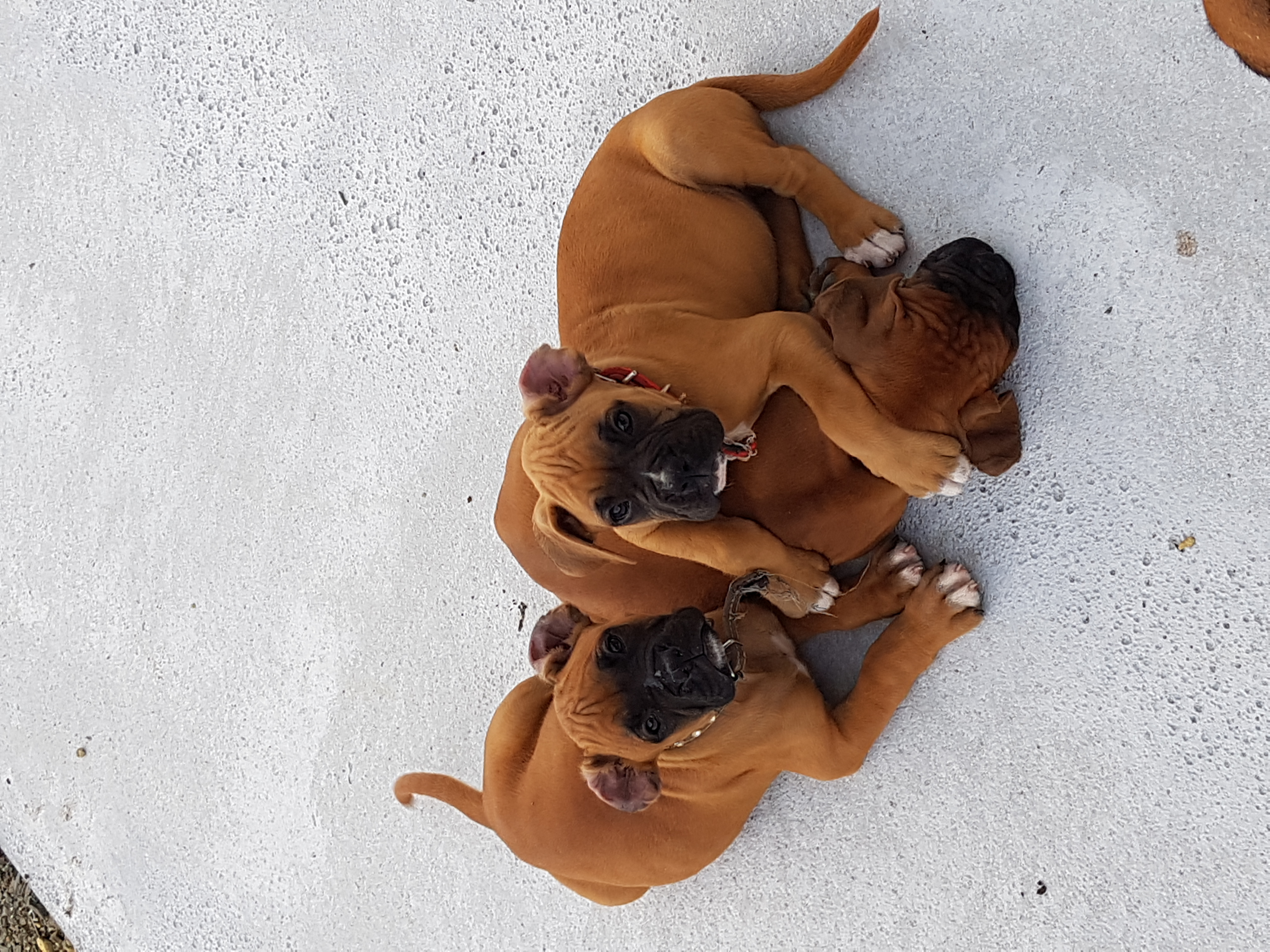 Chiots boxer Ile-et-Vilaine (35) sur Animoz.net