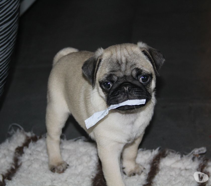 magnifiques chiots Carlin LOF Paris (75) sur Animoz.net