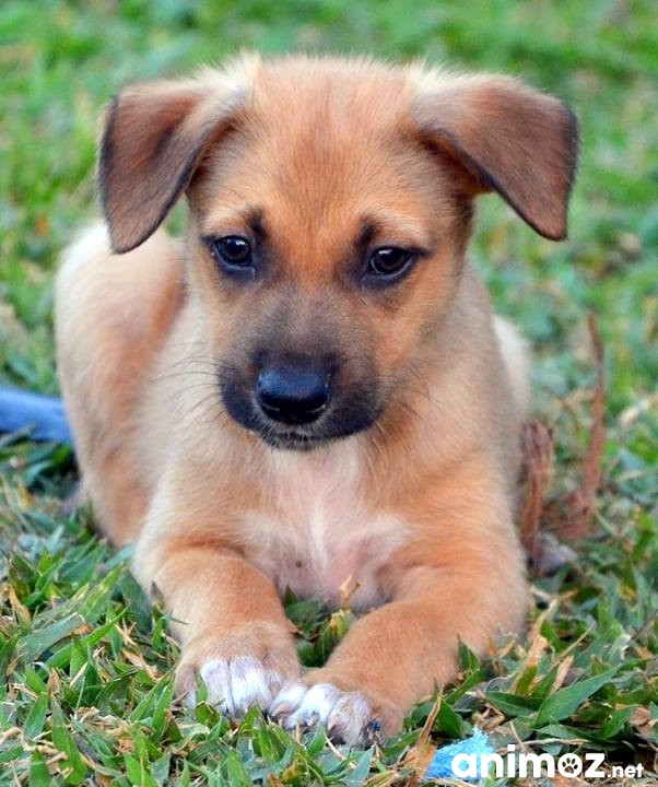 Kyo, chiot mâle croisé créole à adopter Marne (51) - GRATUIT sur Animoz.net