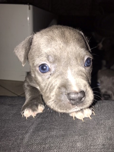 Americain staff bleu LOF Val-d'oise (95) sur Animoz.net