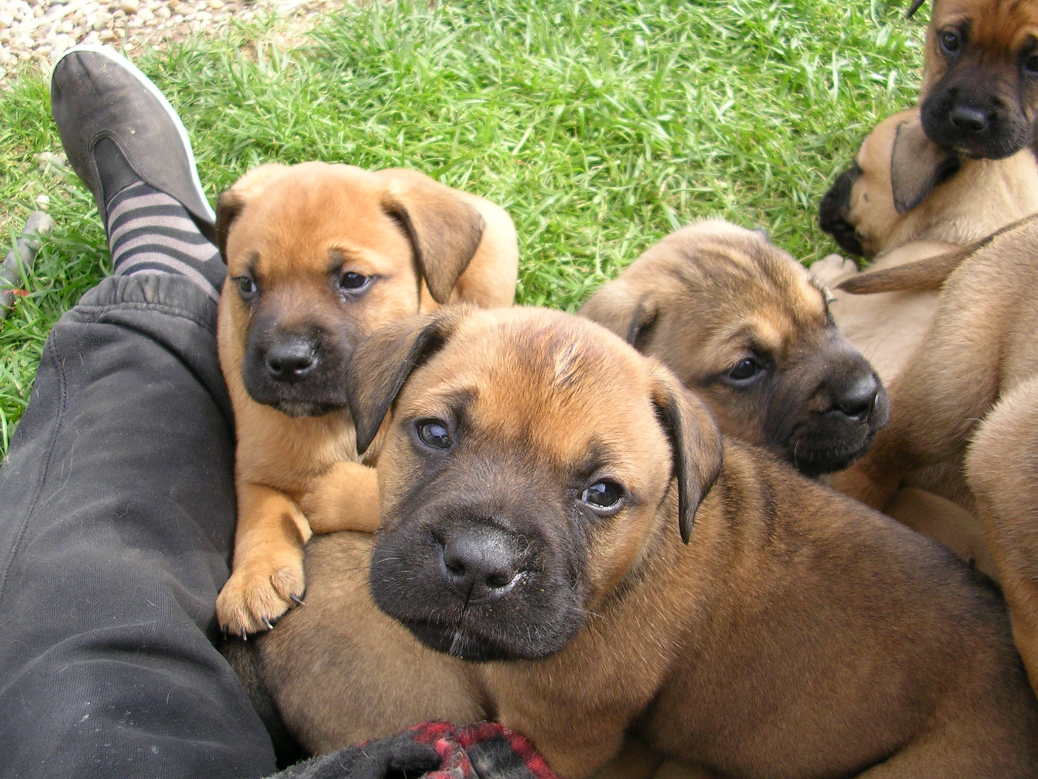 chiots a donner Charente-Maritime (17) - GRATUIT sur Animoz.net