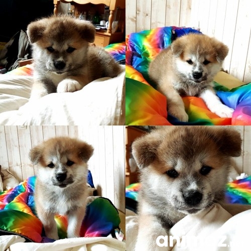 Chiots akita inu à donner Manche (50) - GRATUIT sur Animoz.net