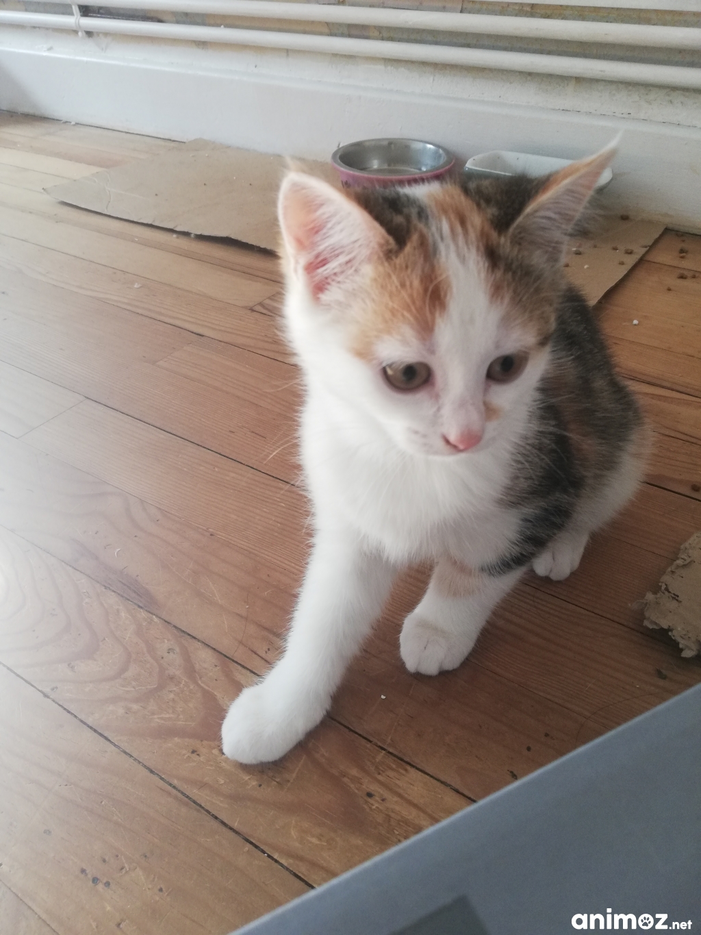 Donne chaton tricolore femelle Loire-Atlantique (44) - GRATUIT sur ...