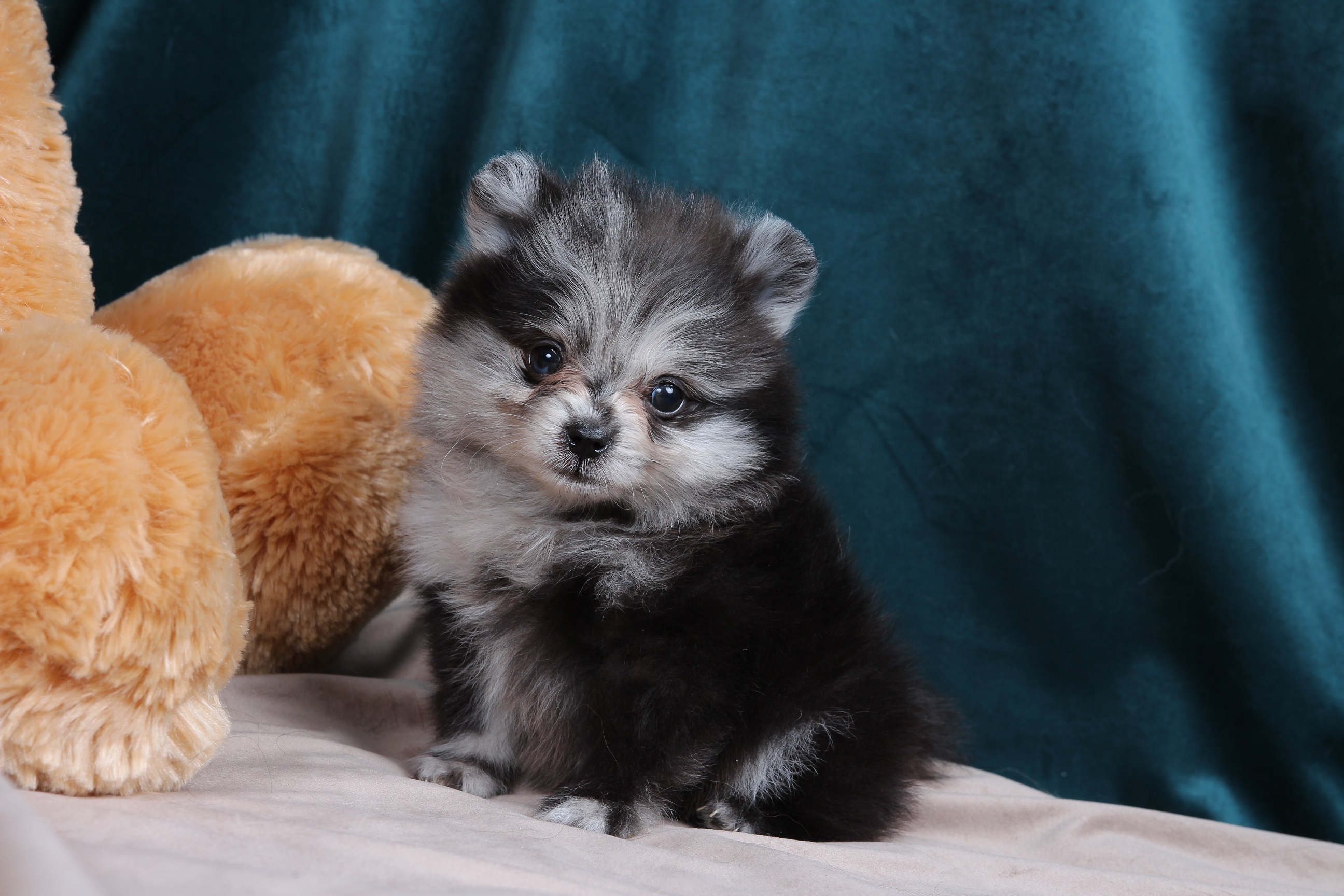 SPITZ NAIN POMERANIAN FILLE BLEU MERLE Bouches-du-Rhône (13) sur Animoz.net