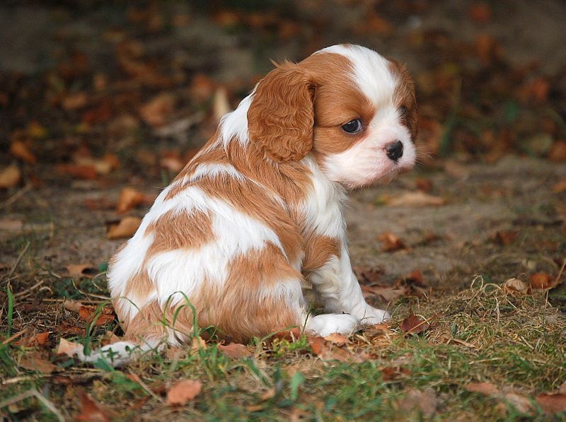 chiot cavalier king charles non lof a donner Ardèche (07) - GRATUIT sur ...