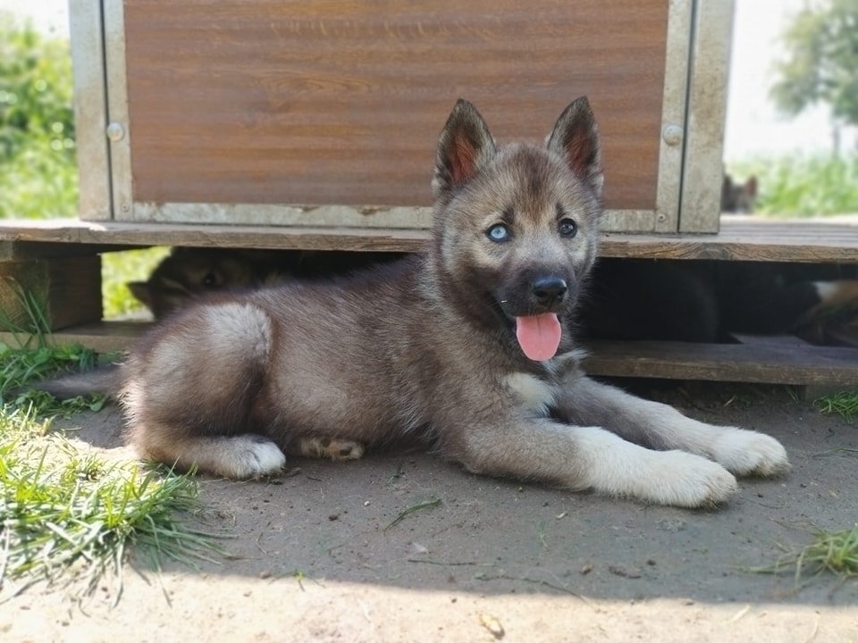 Jolis Chiots Husky Sibérien LOF Gris loup agouti parents testés Allier ...