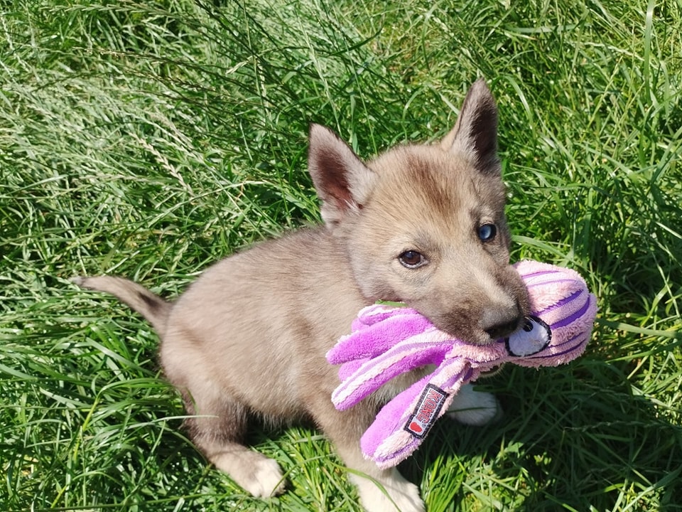 Jolis Chiots Husky Sibérien LOF Gris loup agouti parents testés Allier ...